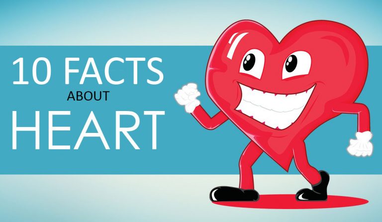 10 Interesting Facts About the Heart | USA Health Articles